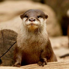 Otter Weekend was a success | Hertfordshire Zoo