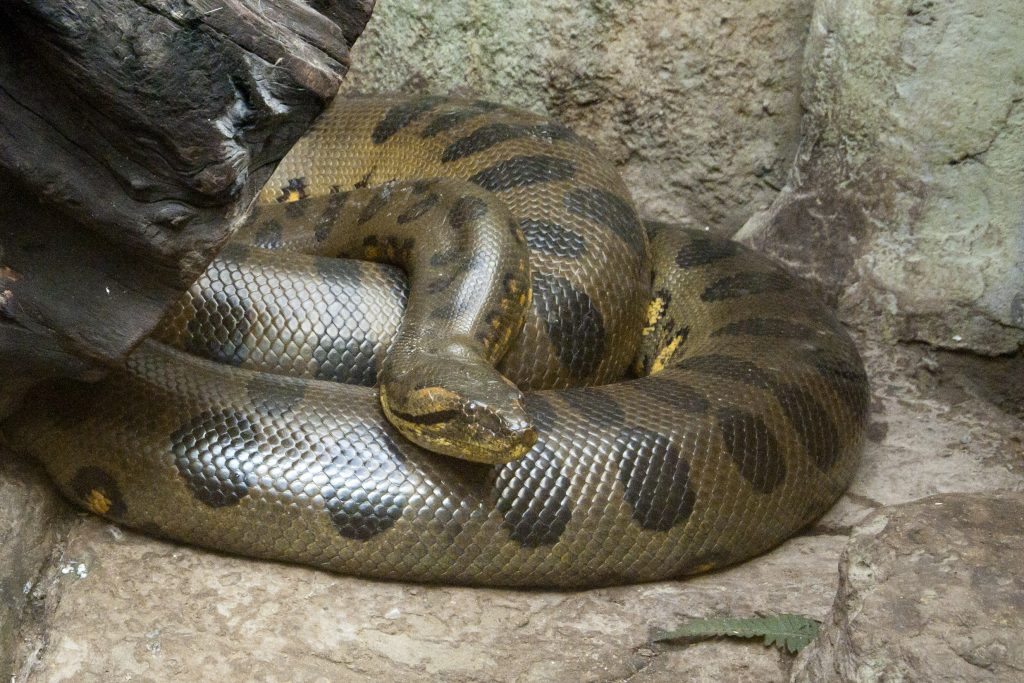 Anaconda's at Hertfordshire Zoo