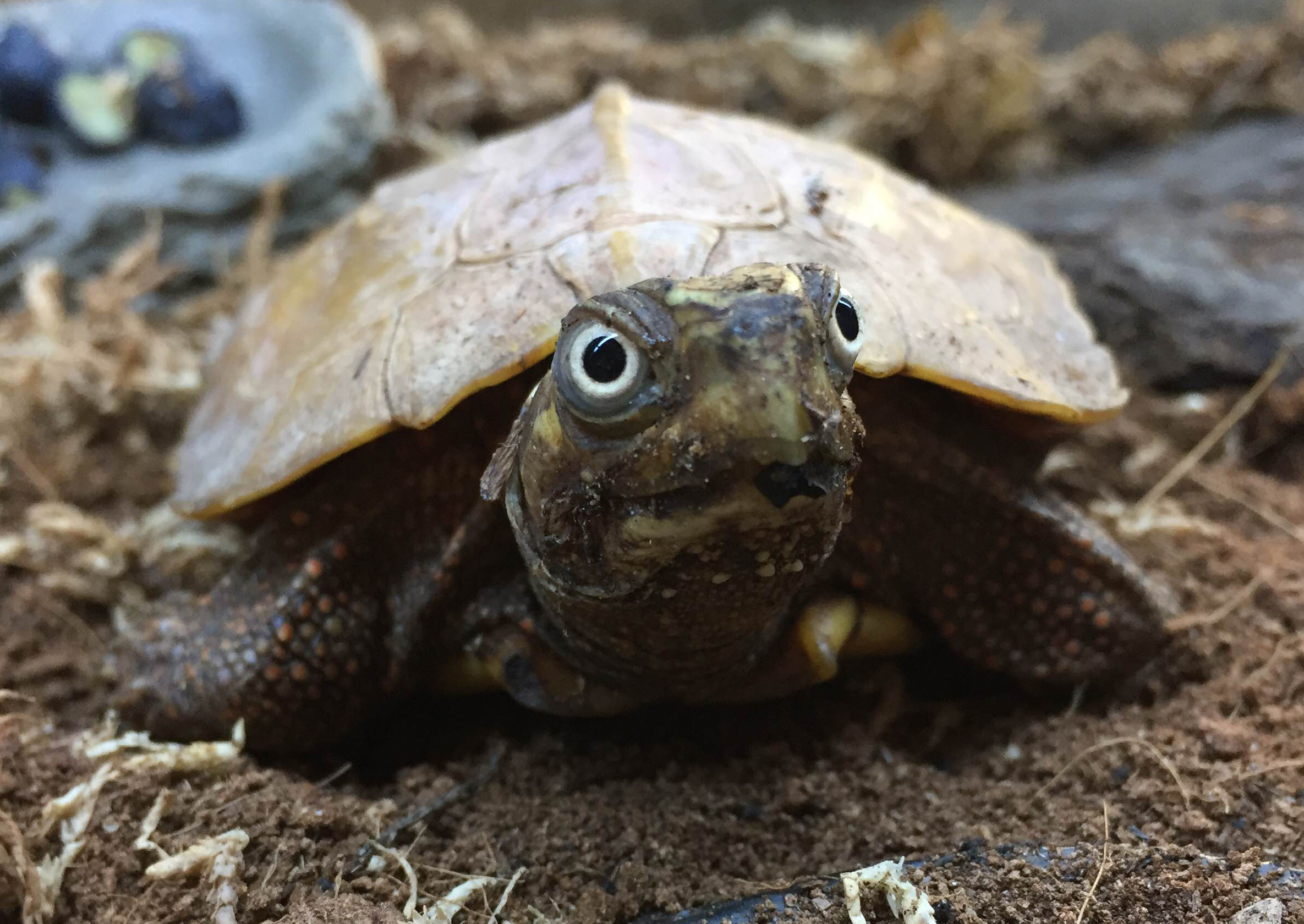 Black Breasted Leaf Turtle | Hertfordshire Zoo