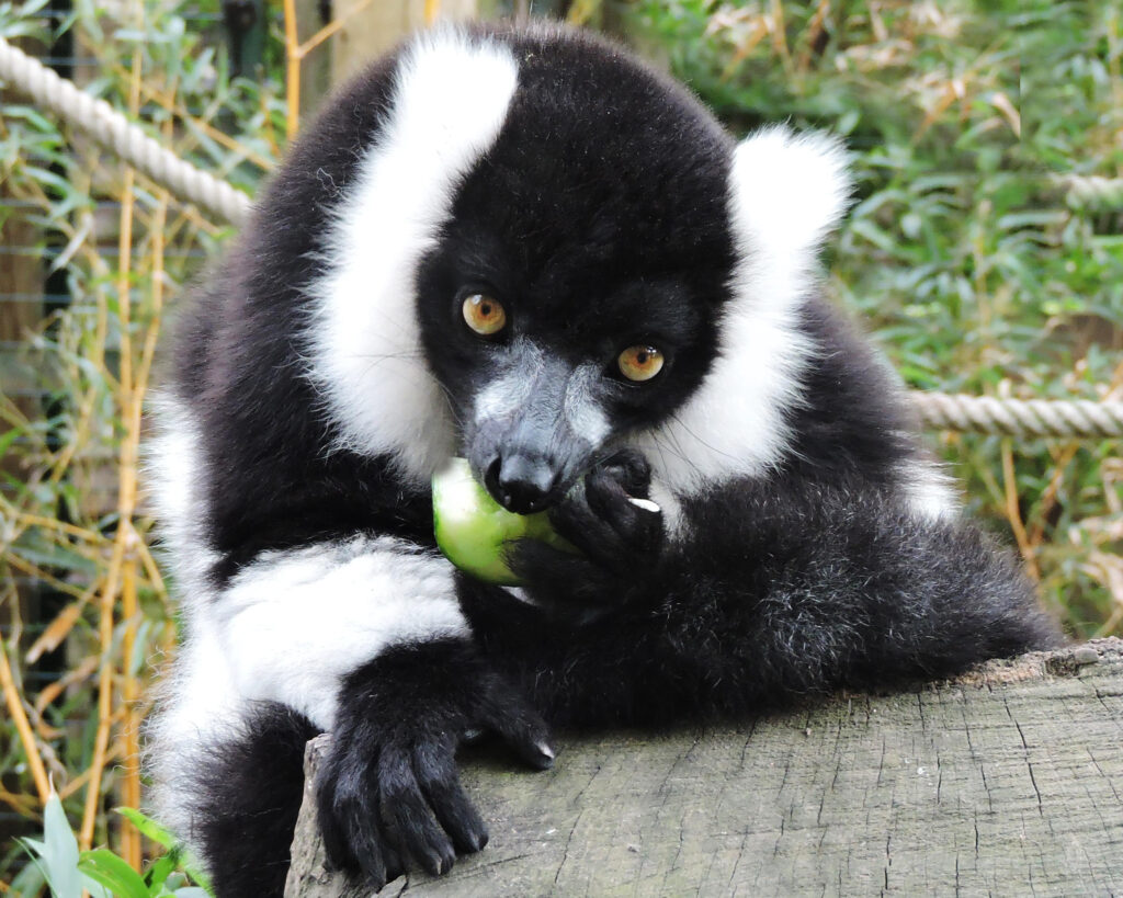 Black & White Ruffed Lemur | Hertfordshire Zoo