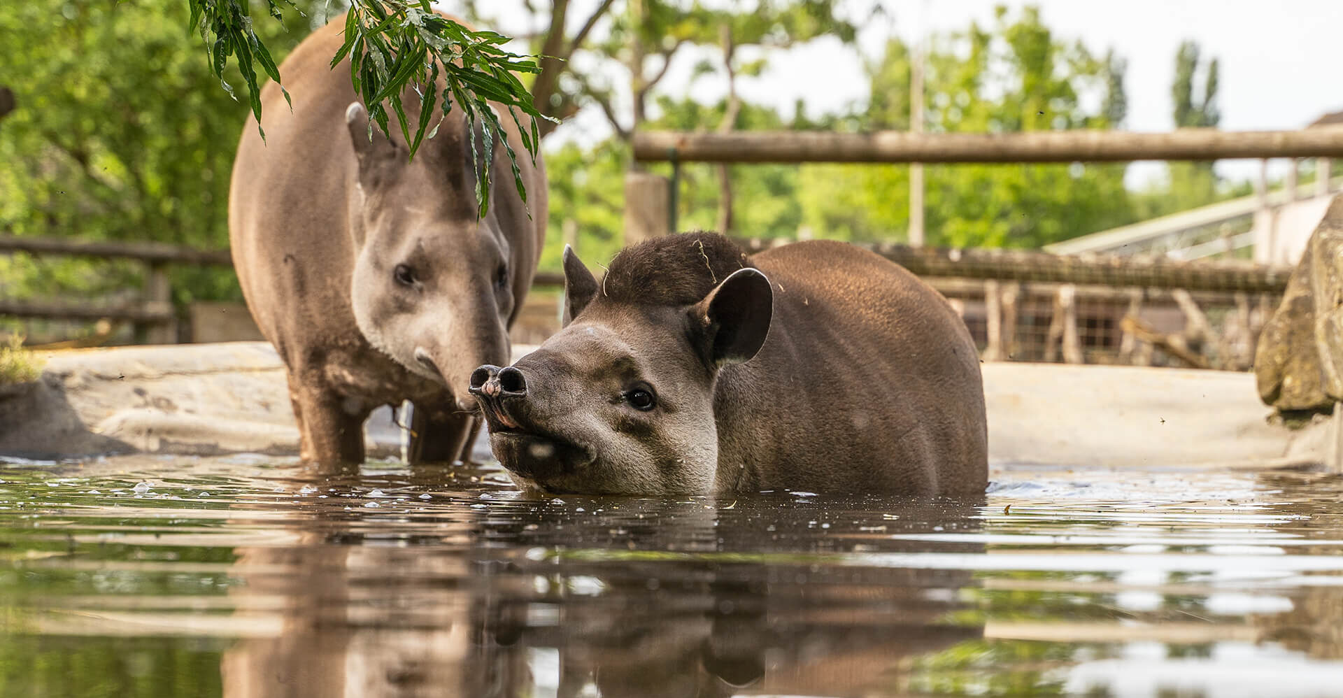 Tapirs - Everything You Need To Know | Paradise Wildlife Park