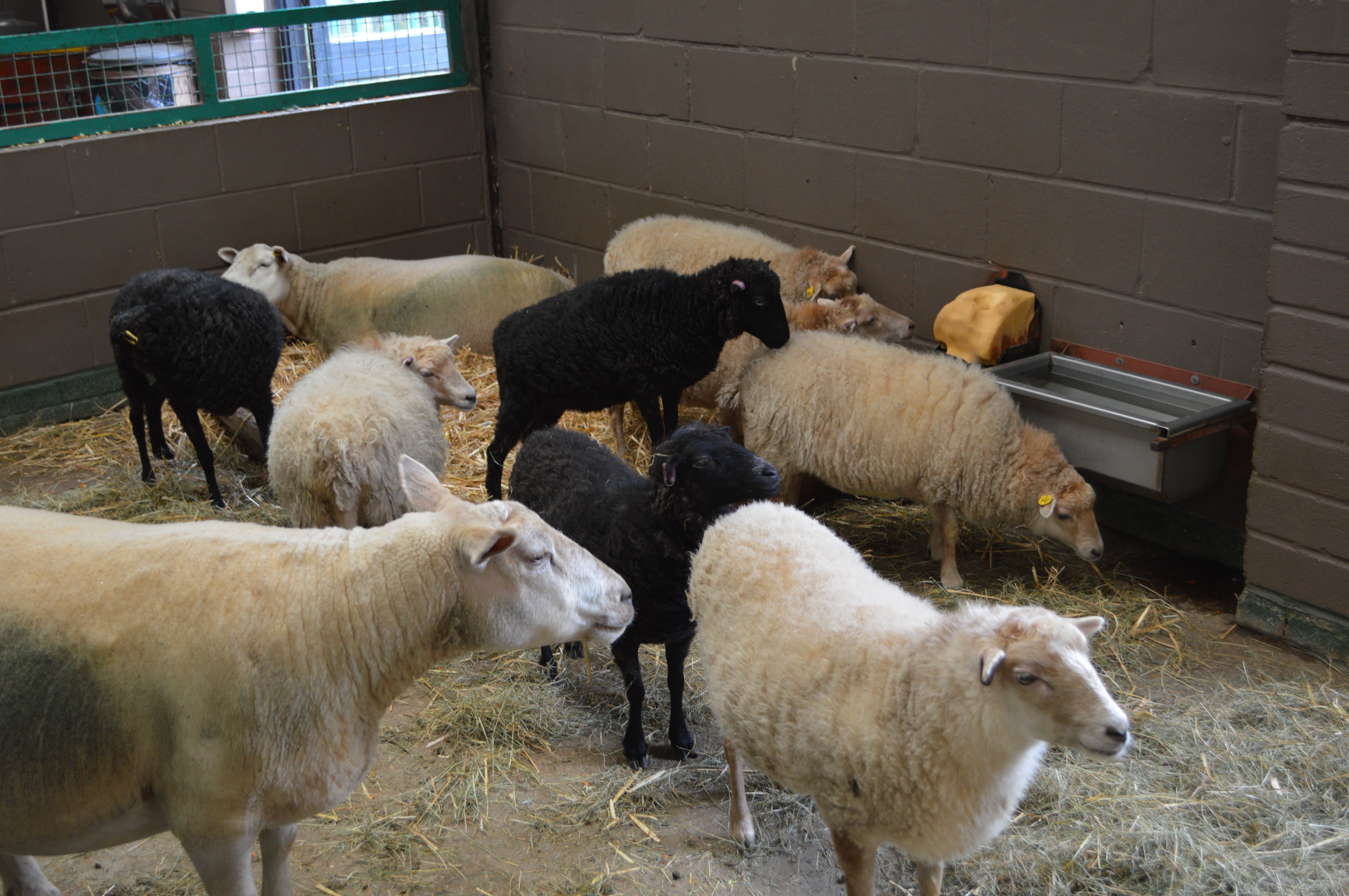 Visit the Domestic Sheep at our Herts zoo! | Hertfordshire Zoo