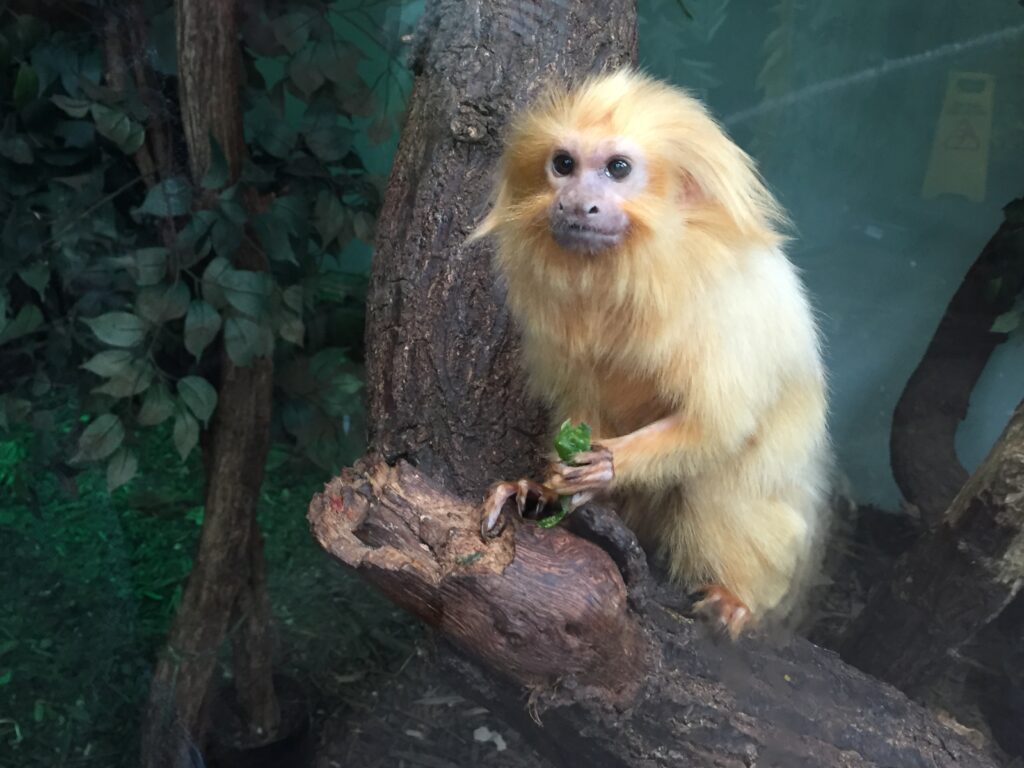 Discover the Golden Lion Tamarin at the Zoo| Hertfordshire Zoo