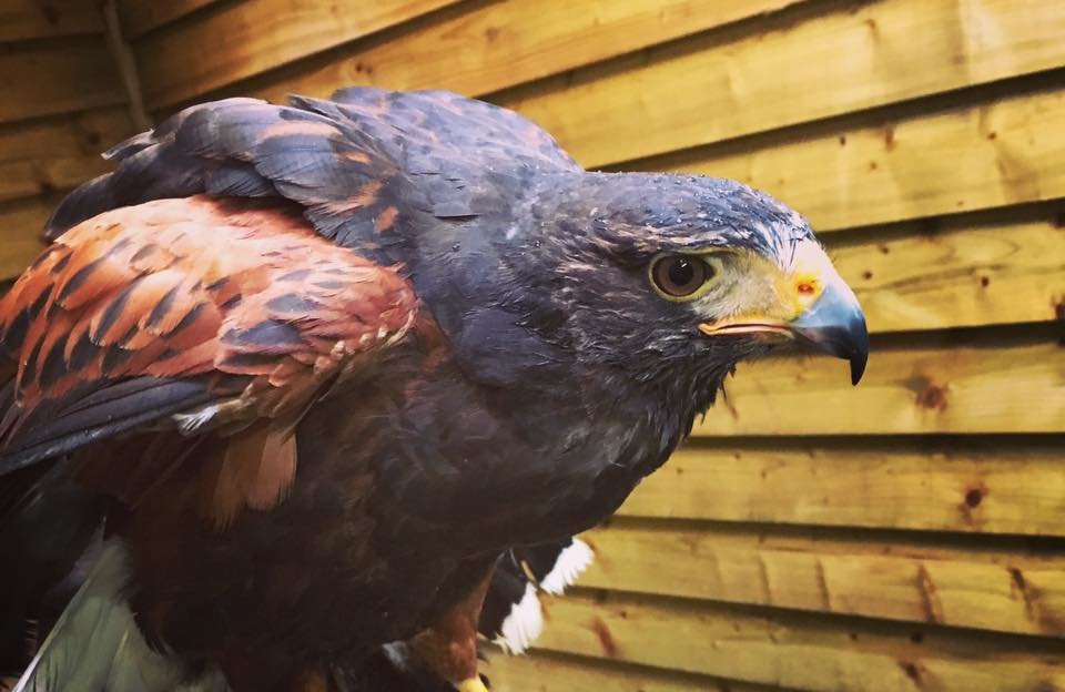 Harris Hawk | Hertfordshire Zoo