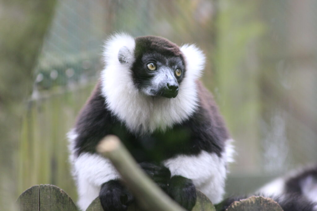 Black & White Ruffed Lemur | Hertfordshire Zoo
