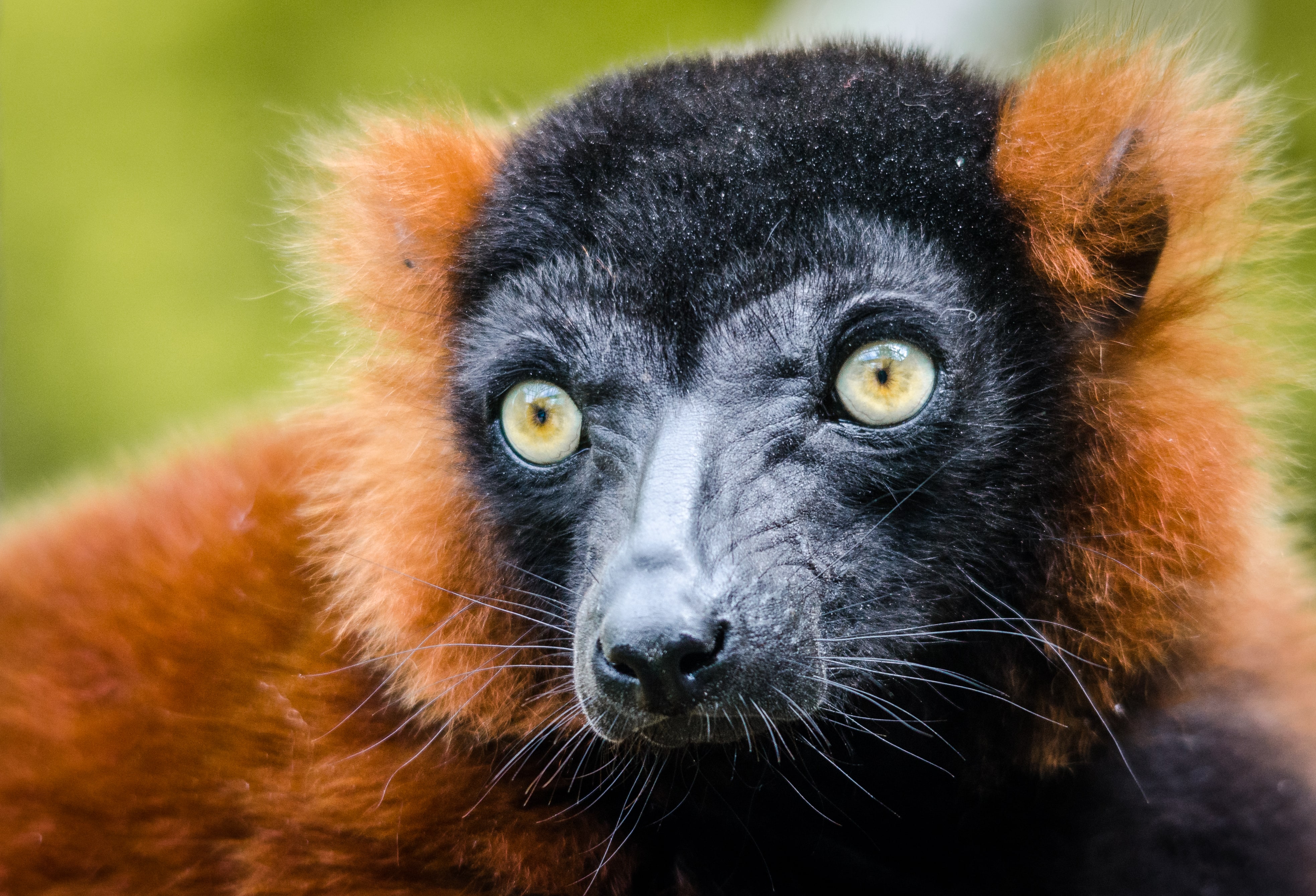 Red Ruff Lemur at Hertfordshire Zoo