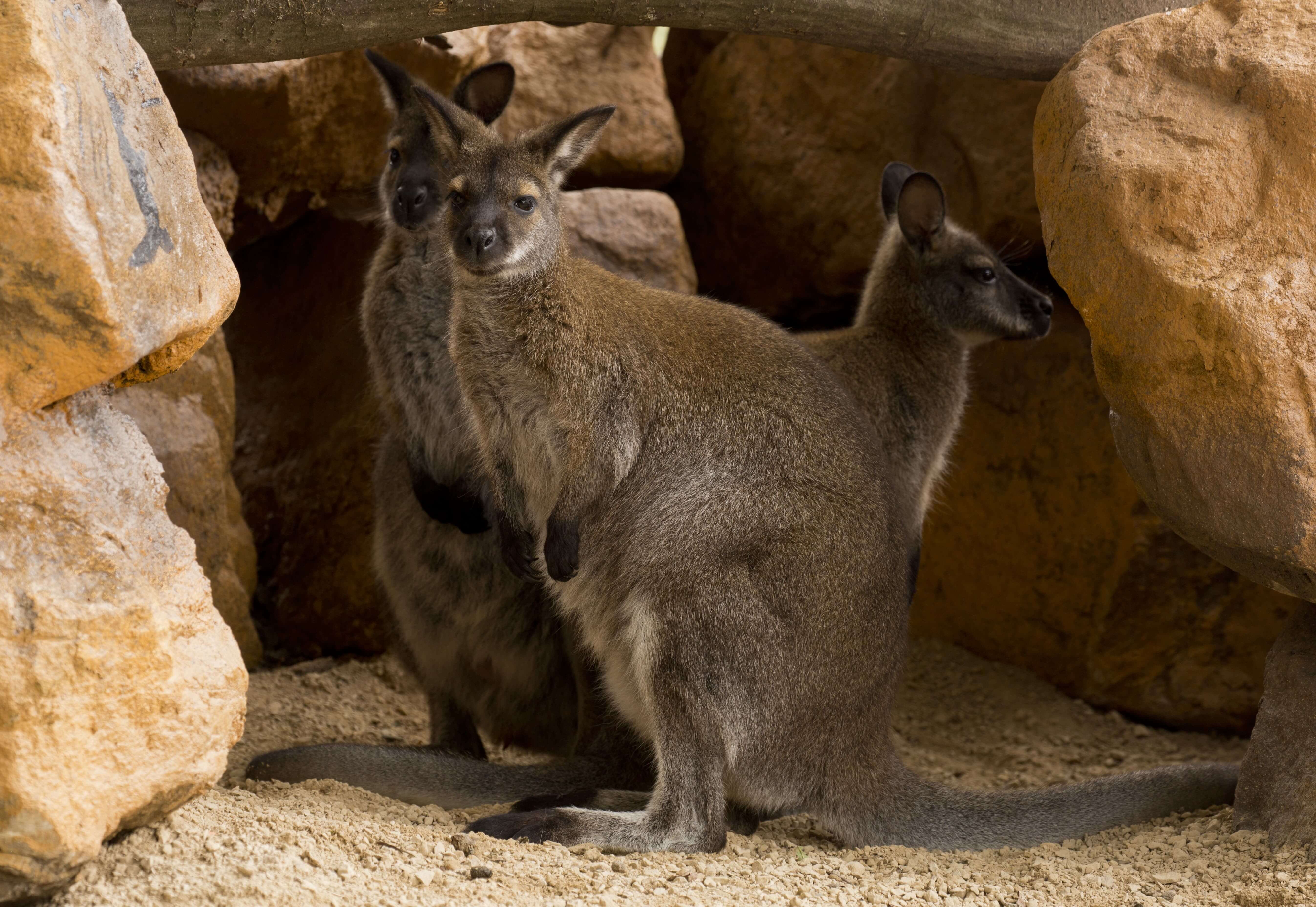 See Wallabies in the UK | Hertfordshire Zoo