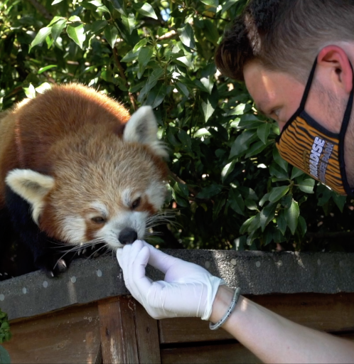 UK Animal Experiences & Encounters | Hertfordshire Zoo