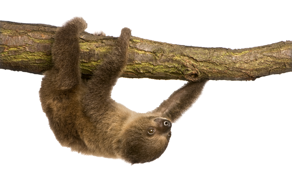 Sloth Experience UK | Book Now! | Hertfordshire Zoo