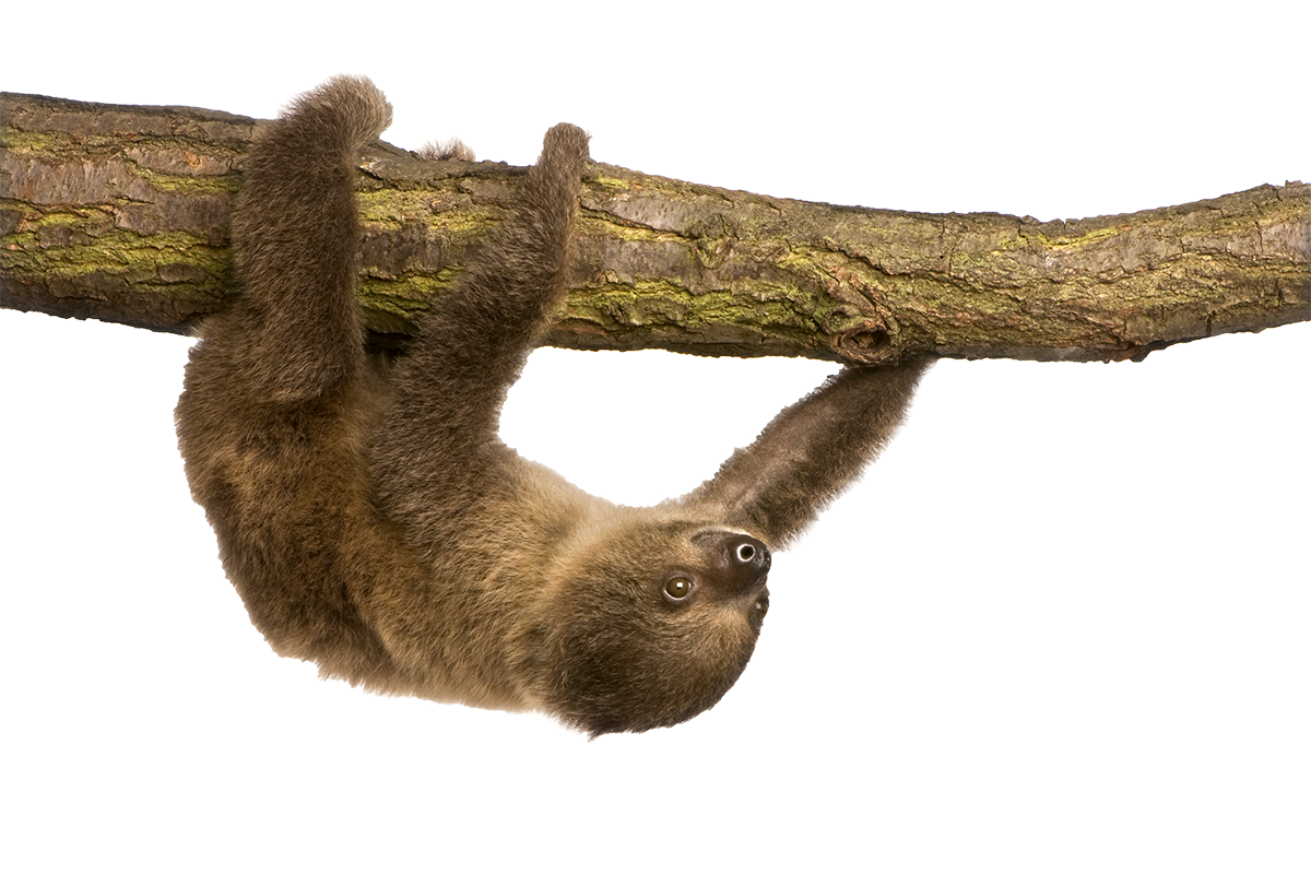 Best Sloth Experience UK | Hertfordshire Zoo