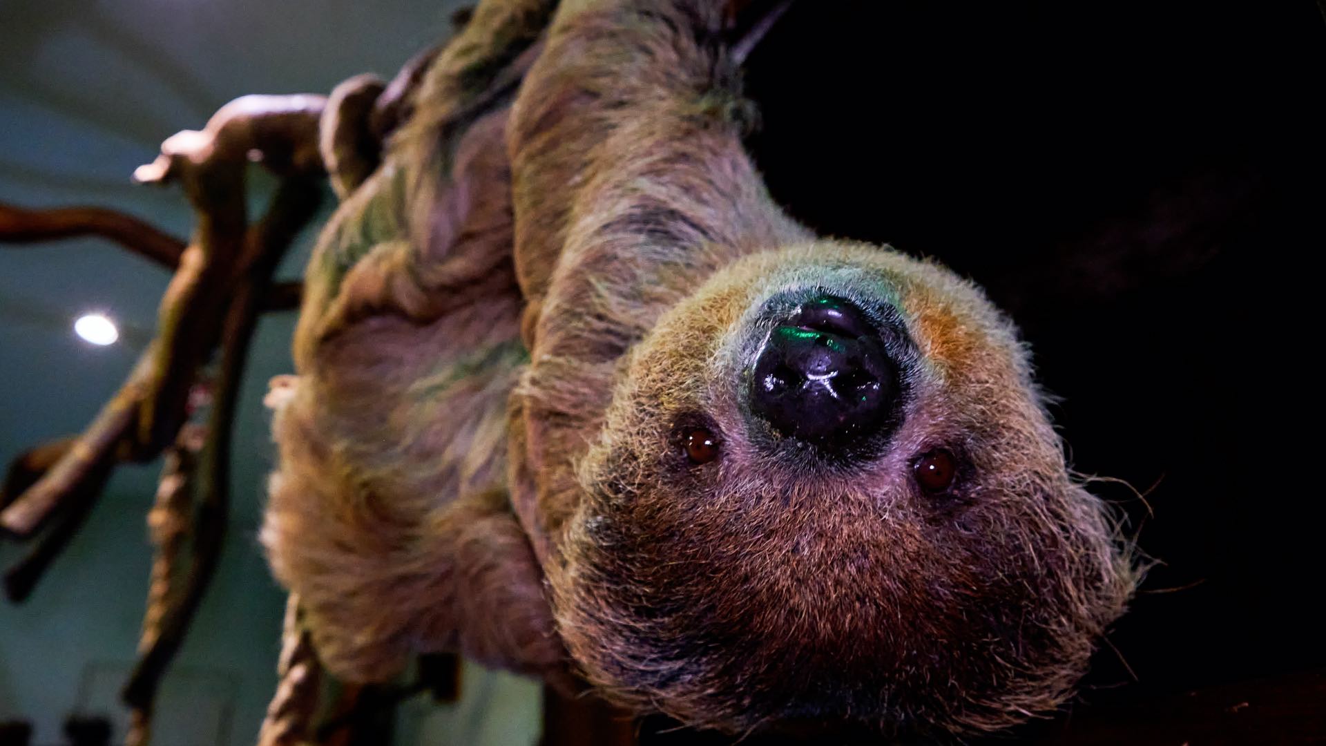 International Sloth Day! | Hertfordshire Zoo