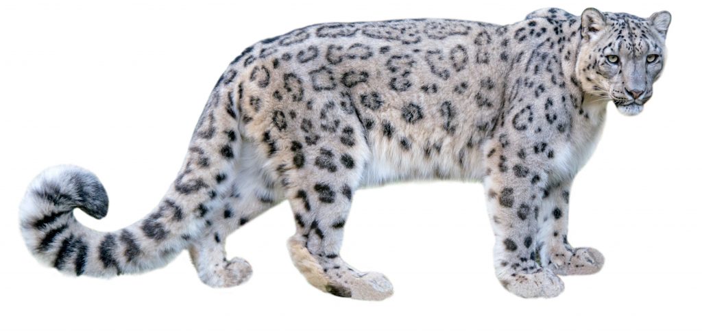 See Snow Leopards UK | Hertfordshire Zoo