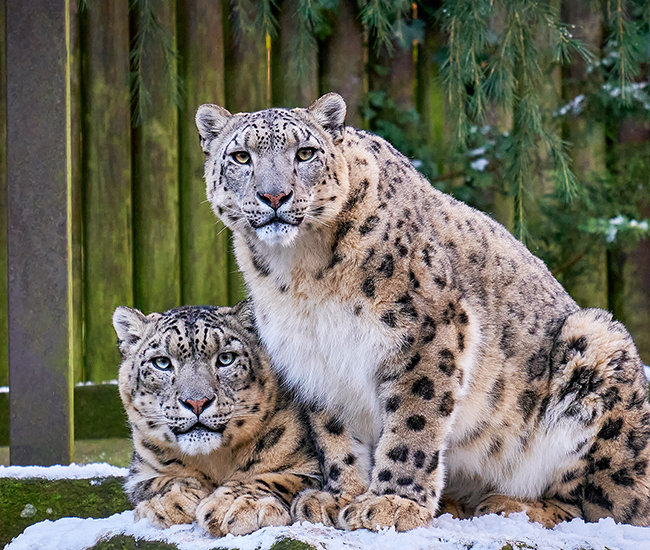 International Snow Leopard Day! | Hertfordshire Zoo
