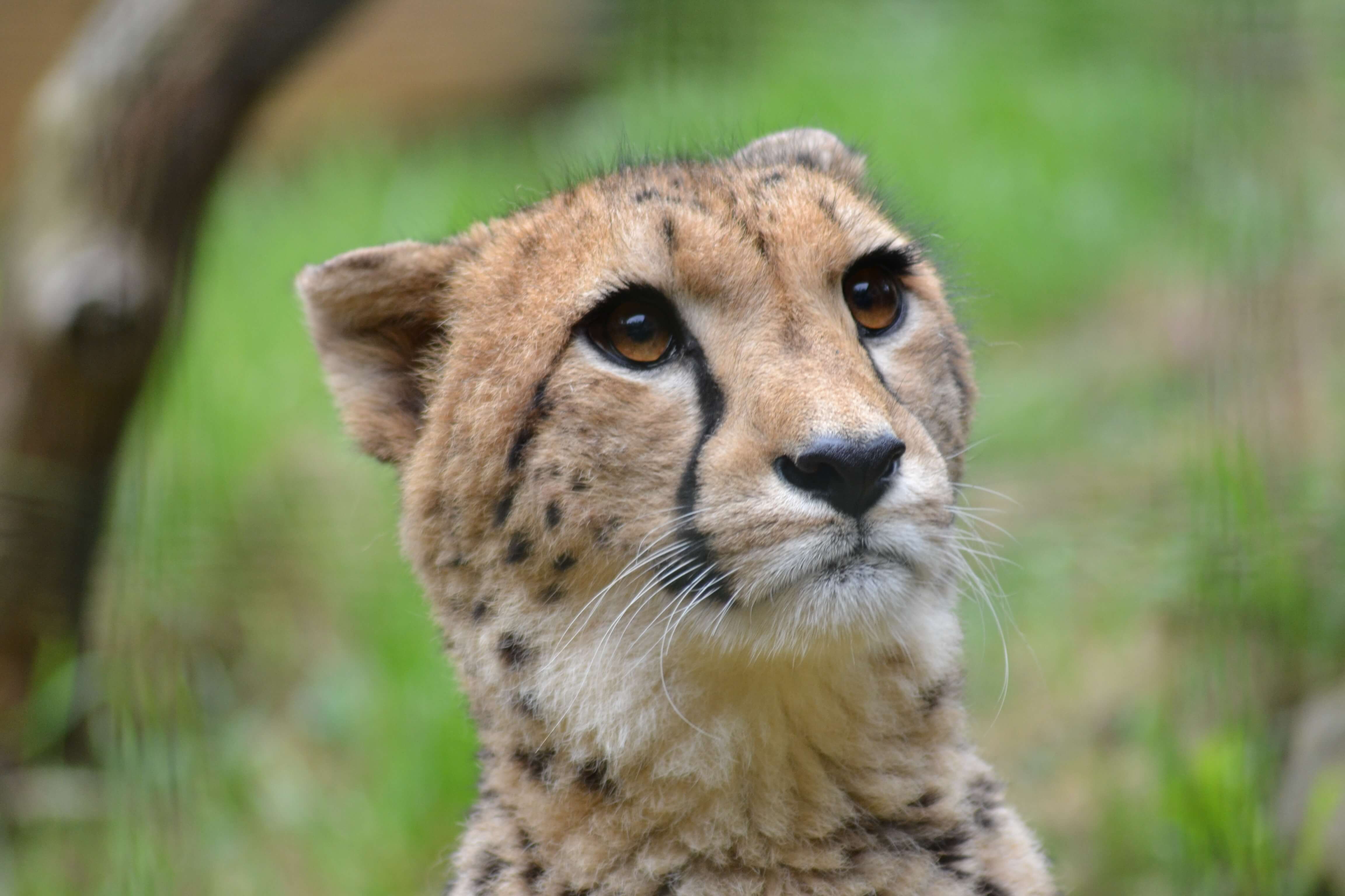 Cheetah Conservation Fund Presentation | Hertfordshire Zoo