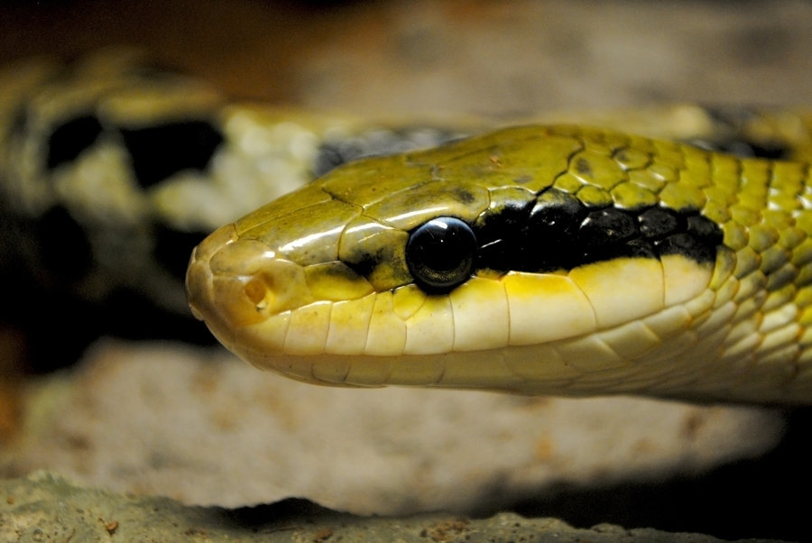 Taiwan Beauty Snake at Hertfordshire Zoo