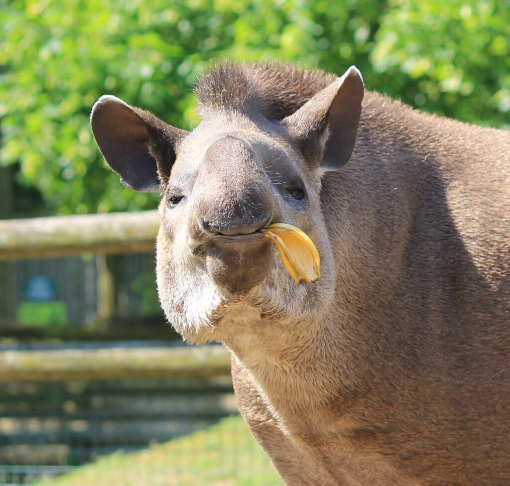 Teddy the Tapir | Hertfordshire Zoo