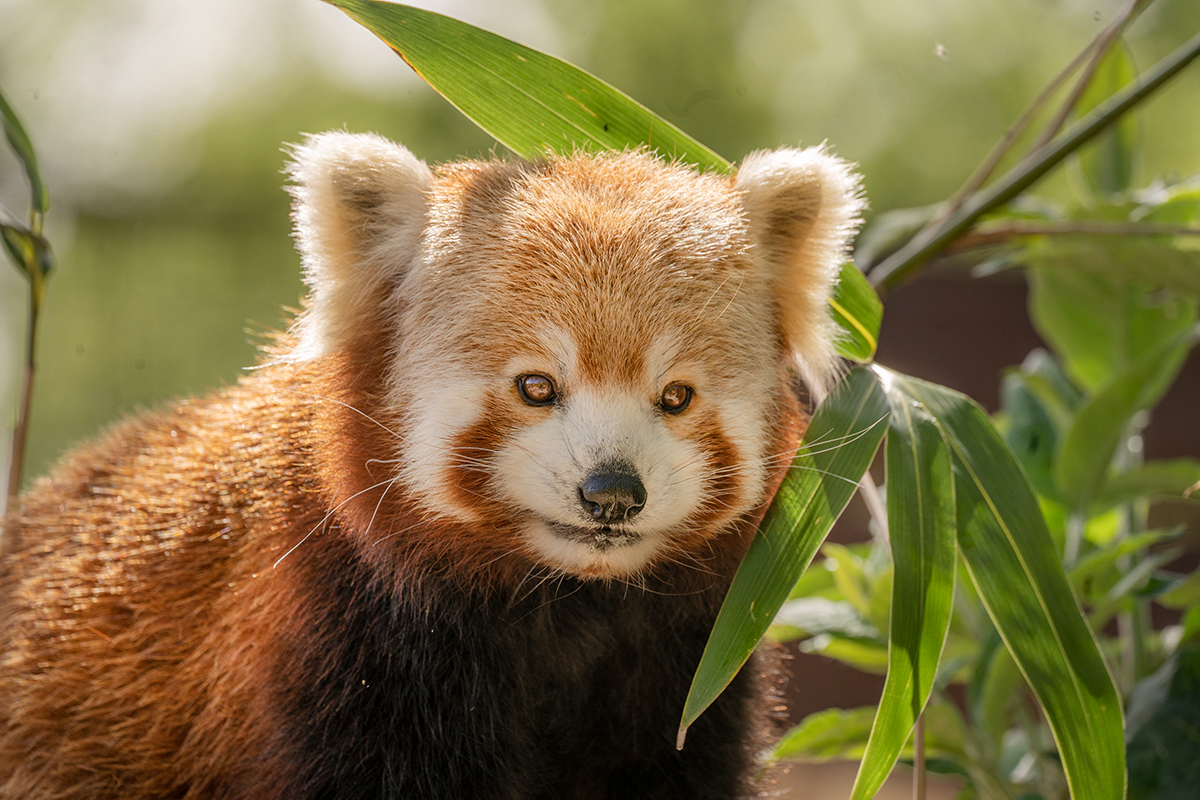 Red Pandas - Everything You Need To Know | Paradise Wildlife Park