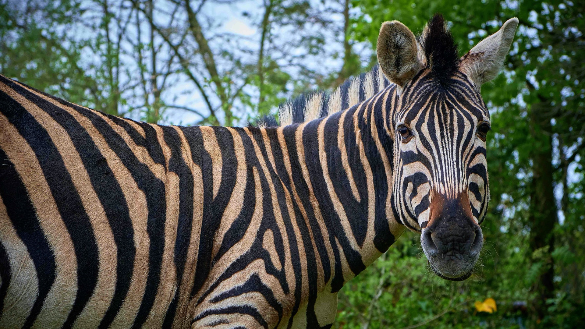 Hooves & Humps - meet zebras, camels & more | Hertfordshire Zoo