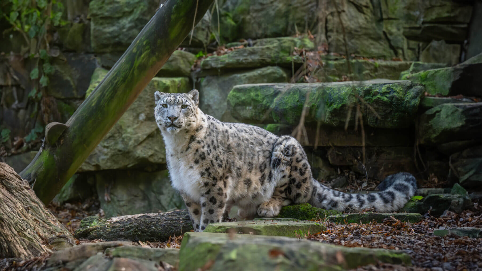 Animals Snow Leopards Wallpaper 853 Snow Leopard Walking Stock Photos
