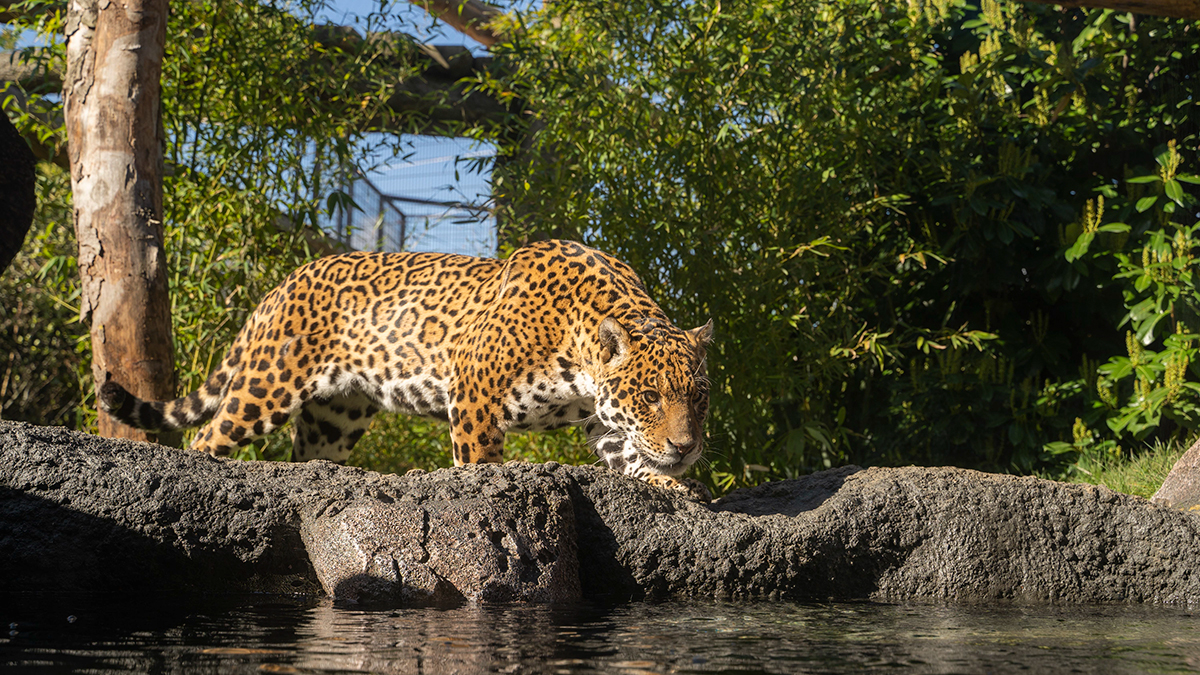Join Us For Jaguar Weekend | Hertfordshire Zoo