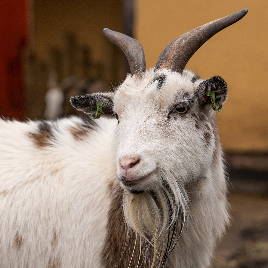 Pygmy Goat Experience | Hertfordshire Zoo