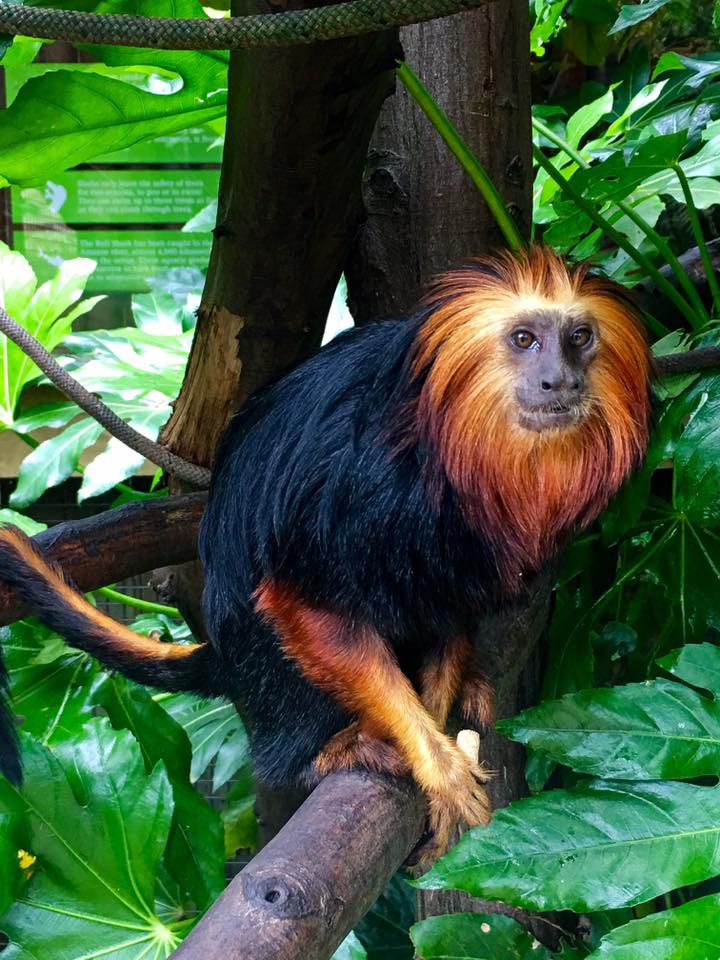 Golden Headed Lion Tamarin Habitat | Hertfordshire Zoo