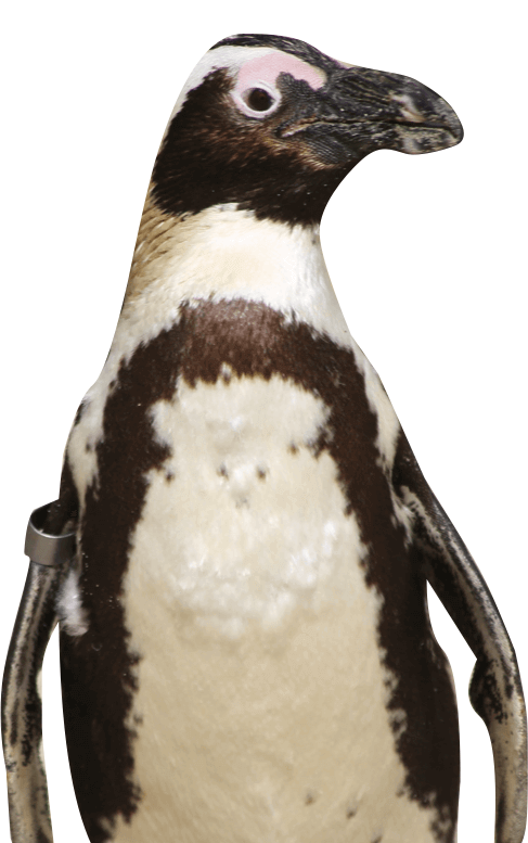 Penguins at Hertfordshire Zoo