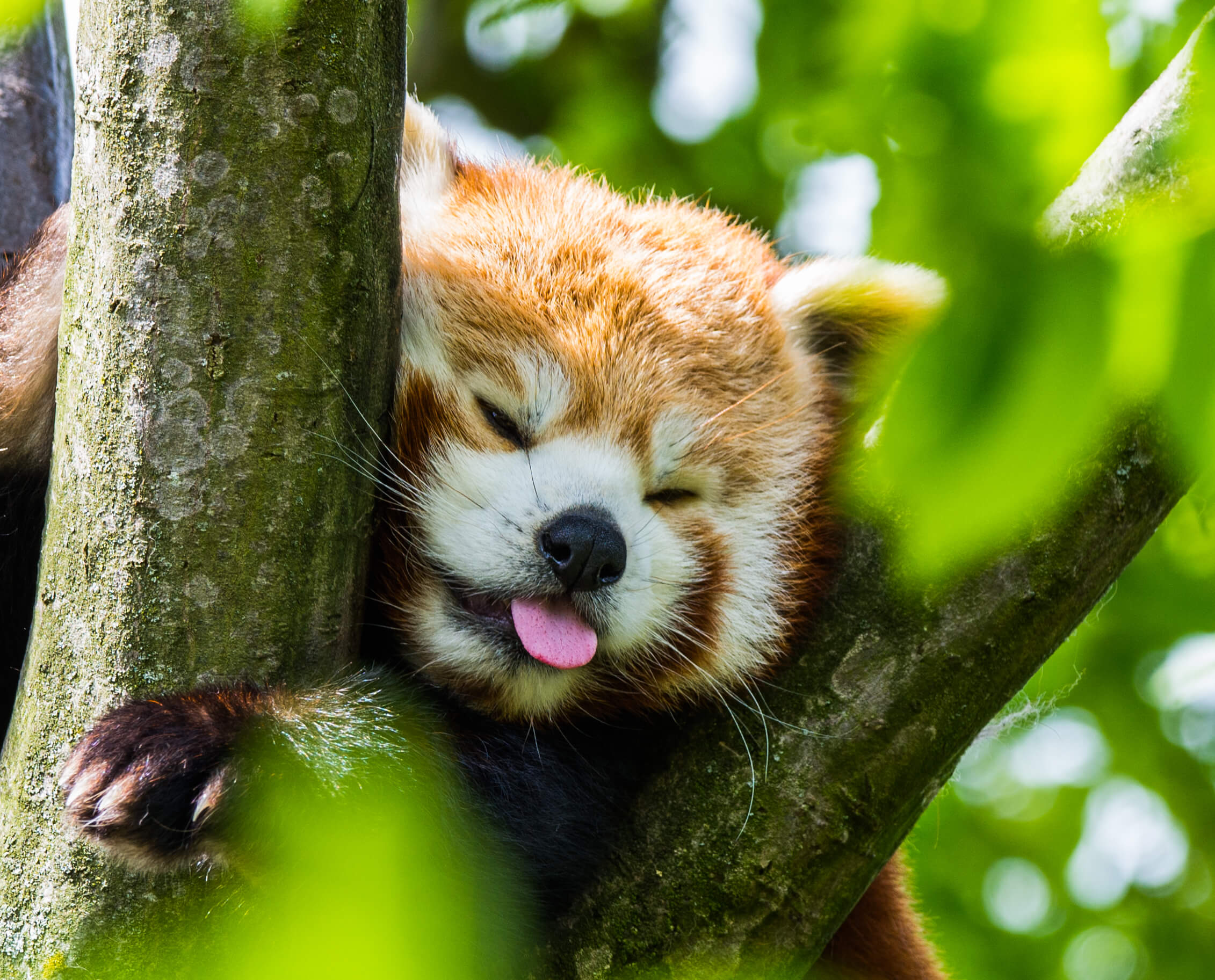 Meet Red Panda Experience UK | Hertfordshire Zoo
