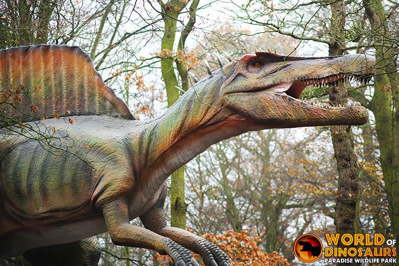 Spinosaurus | Hertfordshire Zoo
