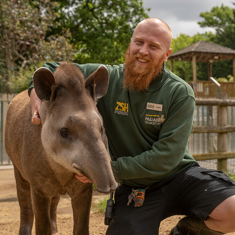 Join Us For Tapir Weekend! | Hertfordshire Zoo