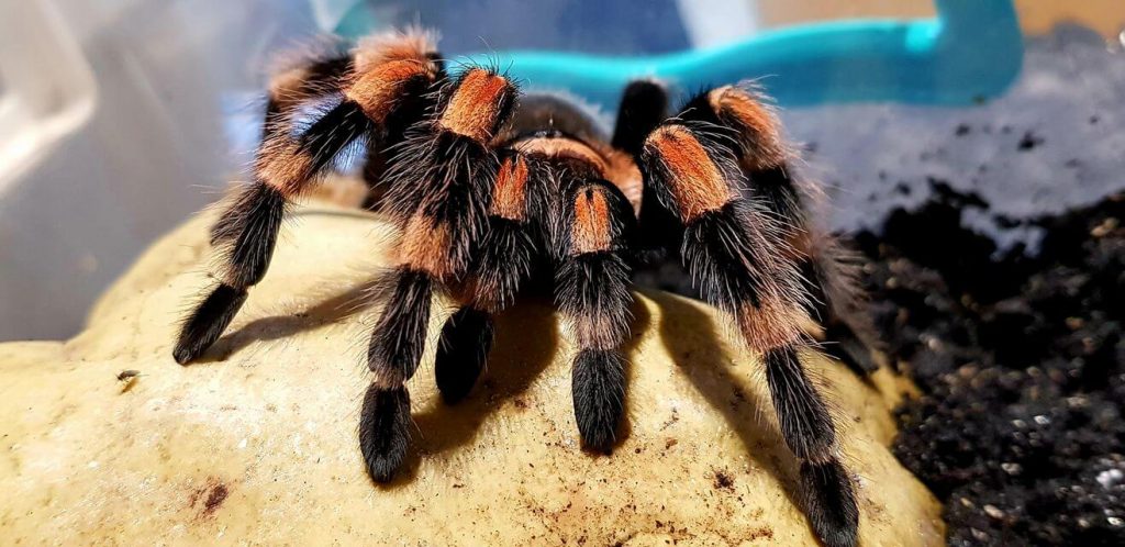 Tarantula | Hertfordshire Zoo