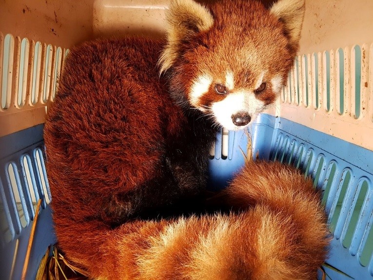 Red Pandas as Pets | Everything You Need to Know! | Paradise Wildlife Park