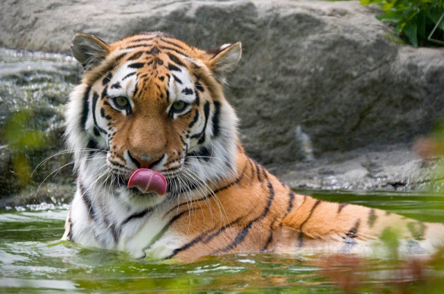 Land of the Tigers! | Hertfordshire Zoo
