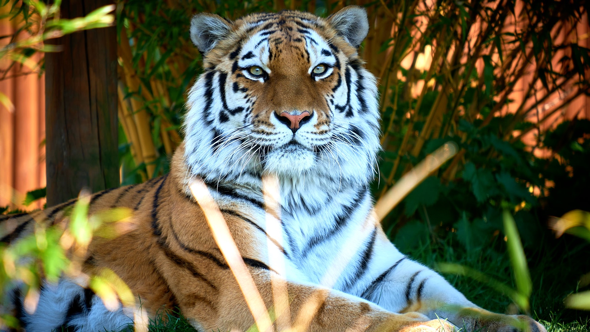 A Guide to Big Cats (Everything You Need to Know!) | Paradise Wildlife Park