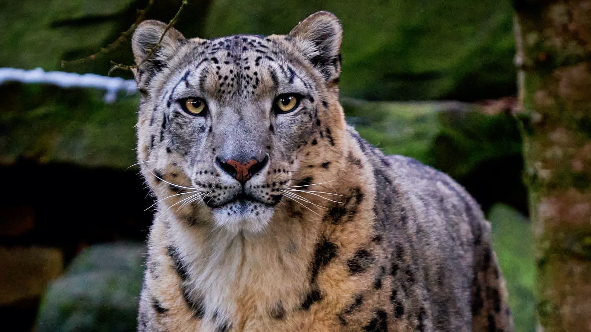 Jessie, the Snow Leopard, is 7 Today! | Hertfordshire Zoo