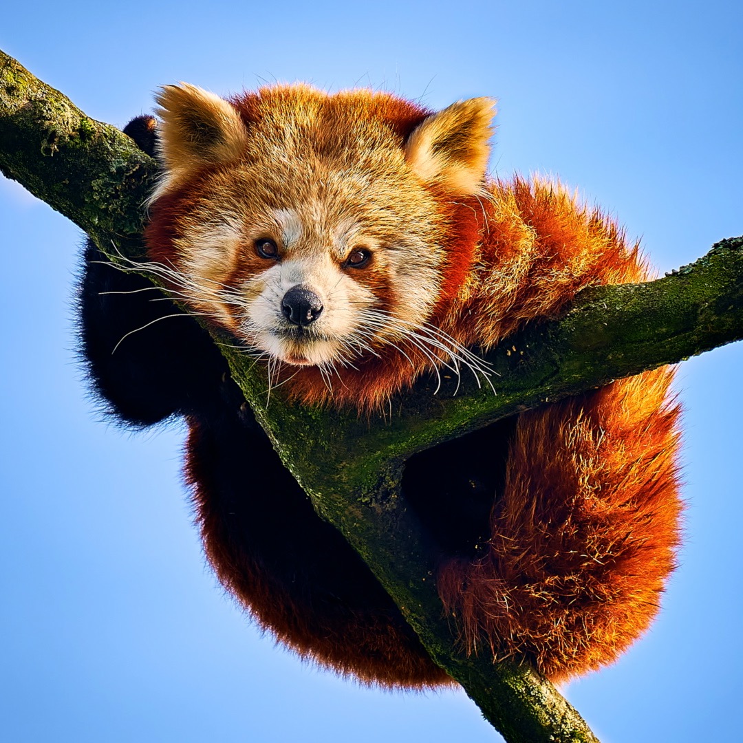 Red Panda vs. Giant Panda | Hertfordshire Zoo