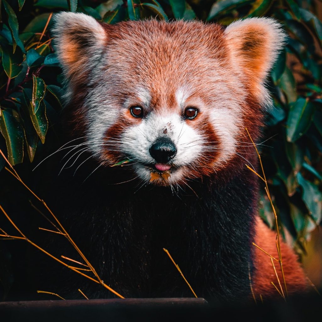 Red Panda vs. Giant Panda | Hertfordshire Zoo