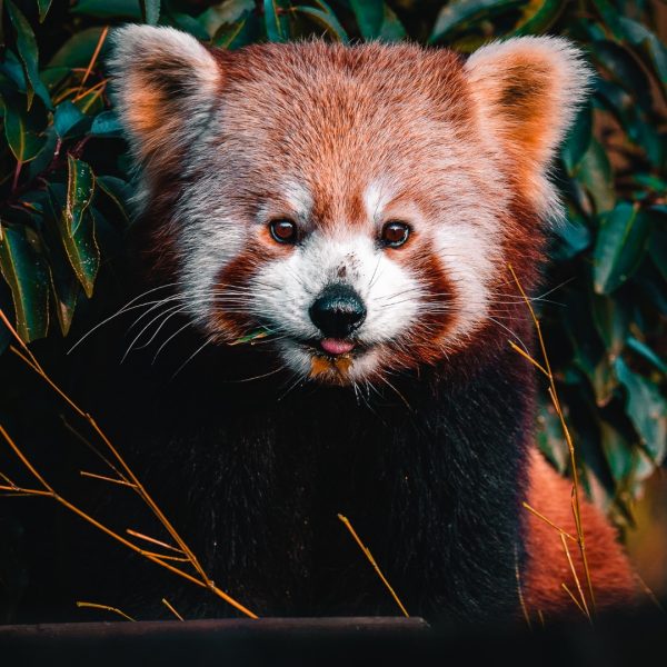 Red Panda vs. Giant Panda | Hertfordshire Zoo
