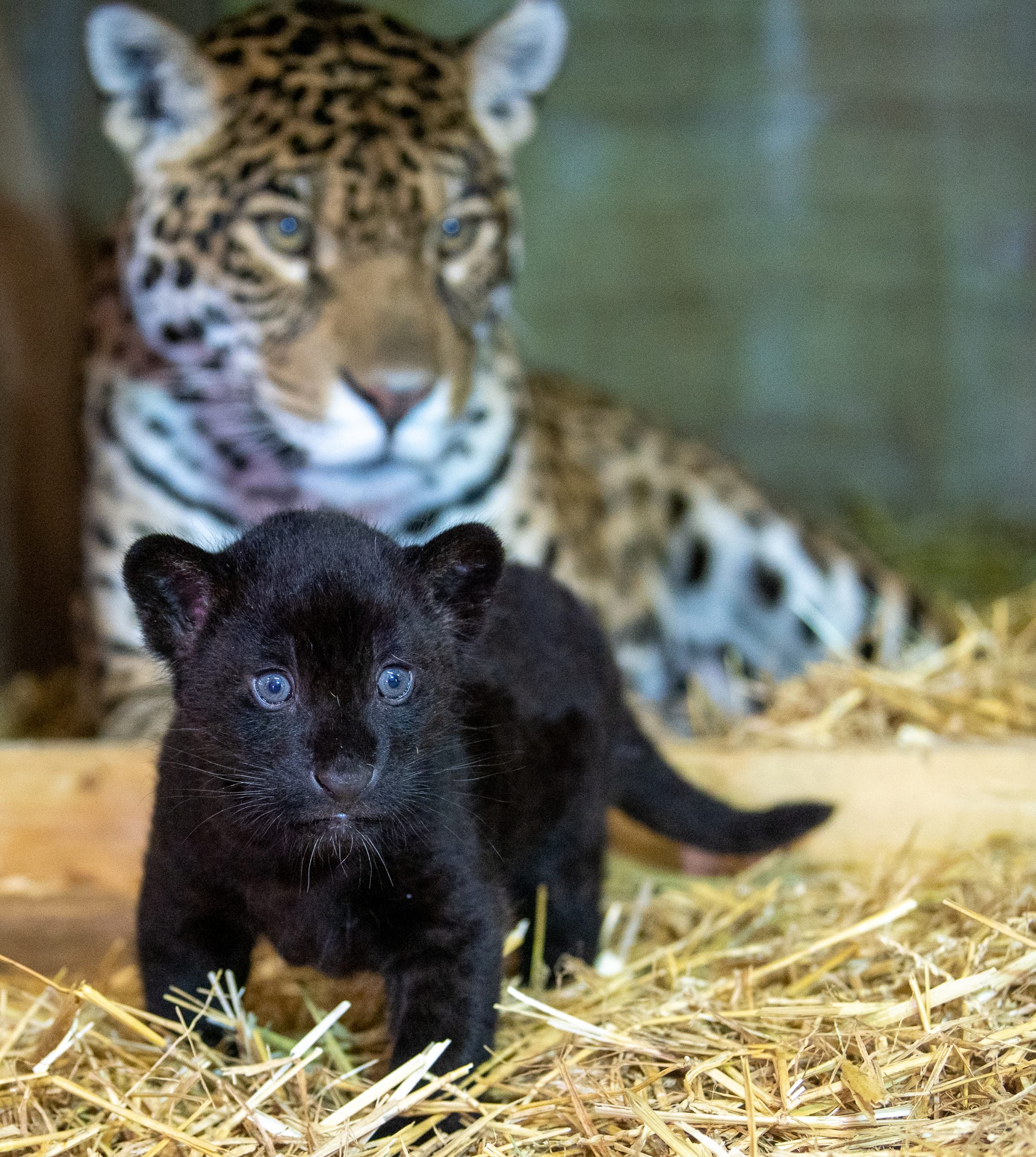 Rare Jaguar Cub at our Sister Site The Big Cat Sanctuary ...