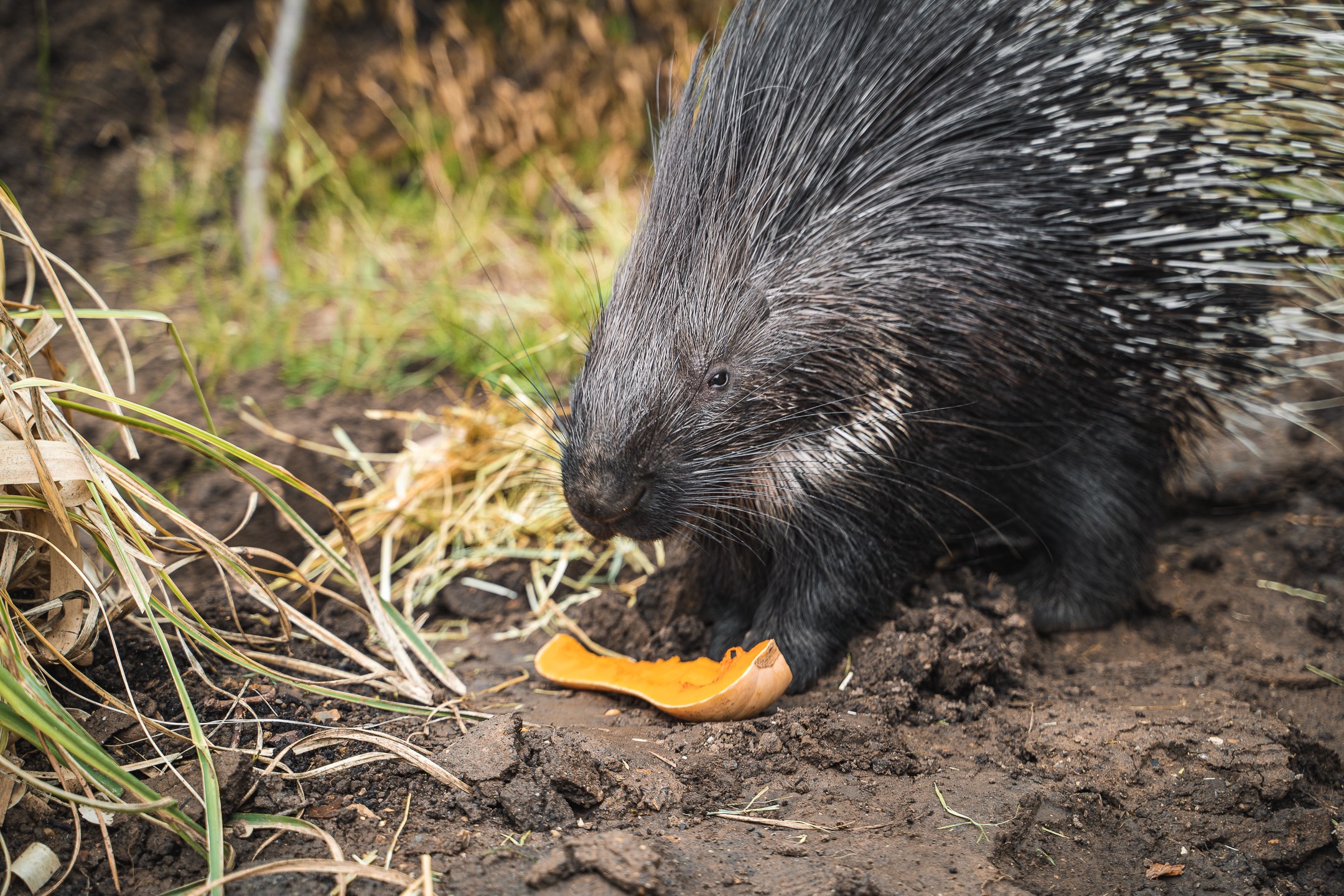 Prickly Pair Arrive at Paradise | Hertfordshire Zoo