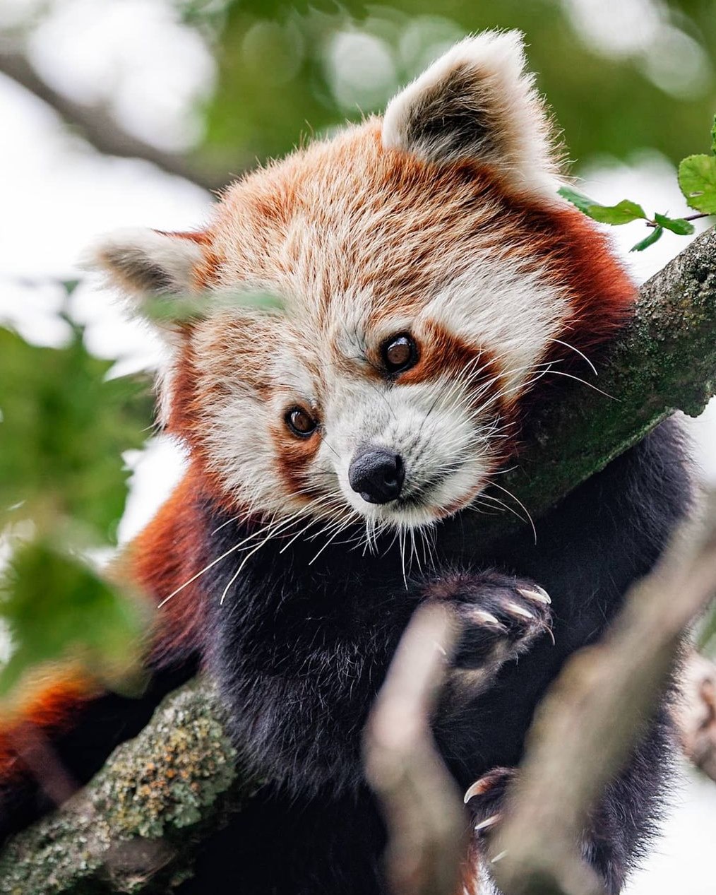 Red Panda vs. Giant Panda | Hertfordshire Zoo