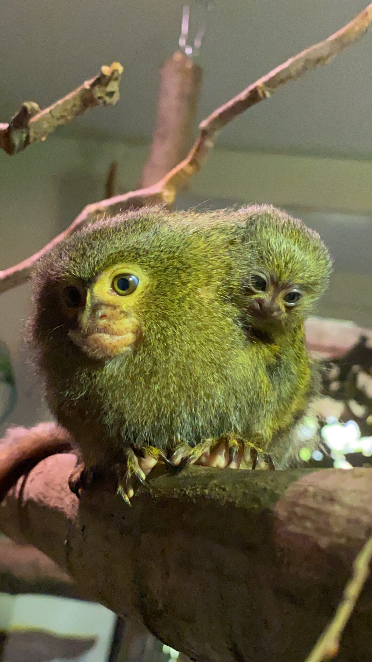 Baby Alert! | Hertfordshire Zoo