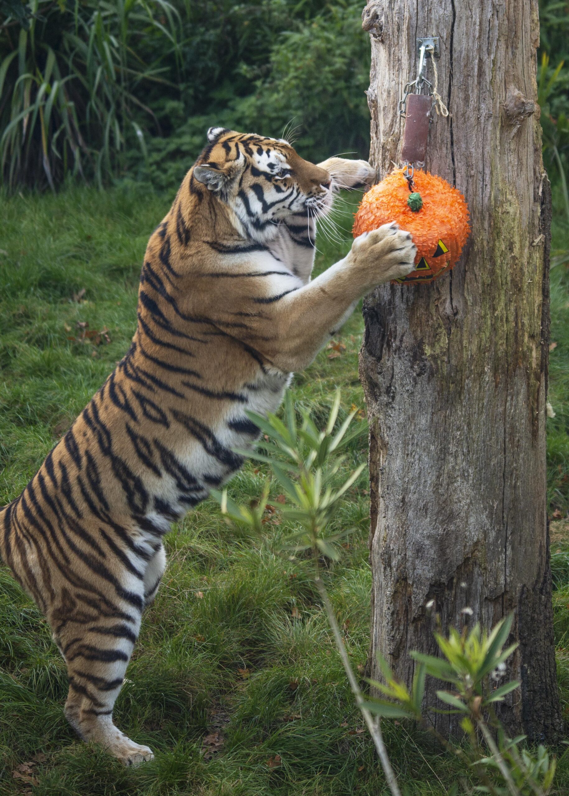 World Animal Enrichment Day | Hertfordshire Zoo