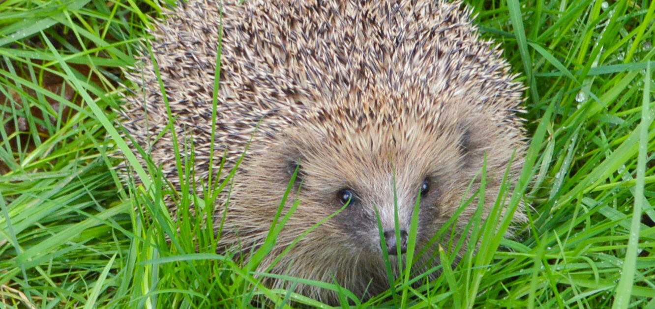 Hedgehog Awareness this Bonfire Night | Hertfordshire Zoo