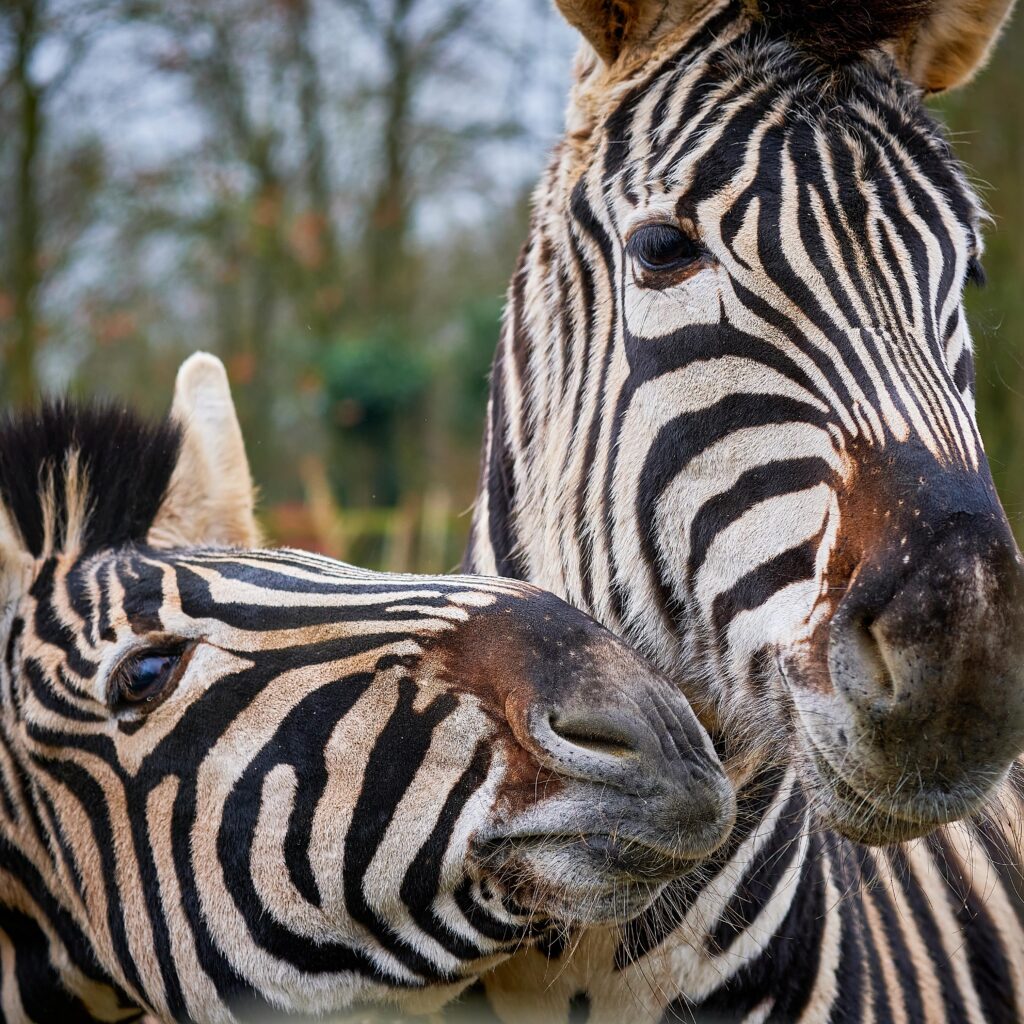 International Zebra Day! | Hertfordshire Zoo