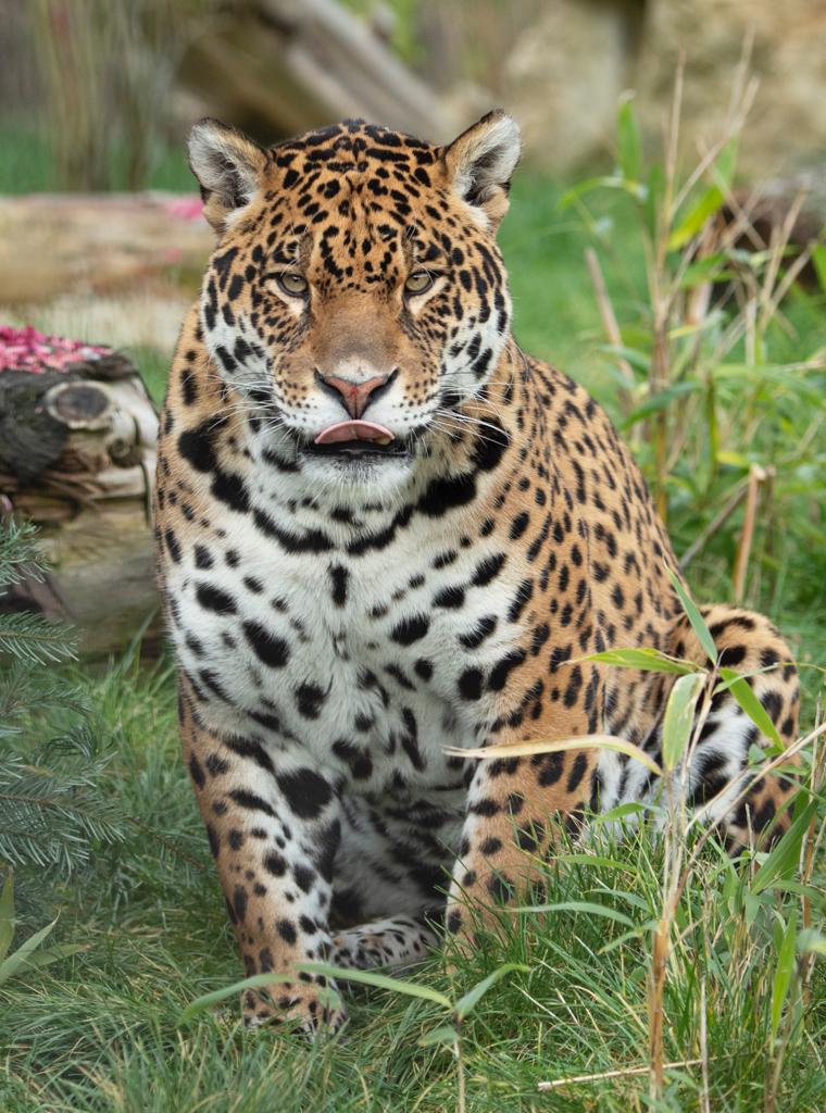 Happy Birthday Kumal | Hertfordshire Zoo