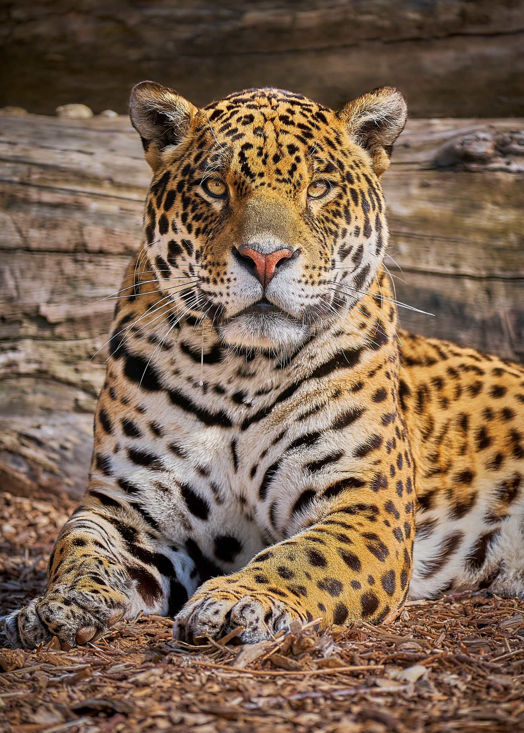 Happy Birthday Kumal | Hertfordshire Zoo