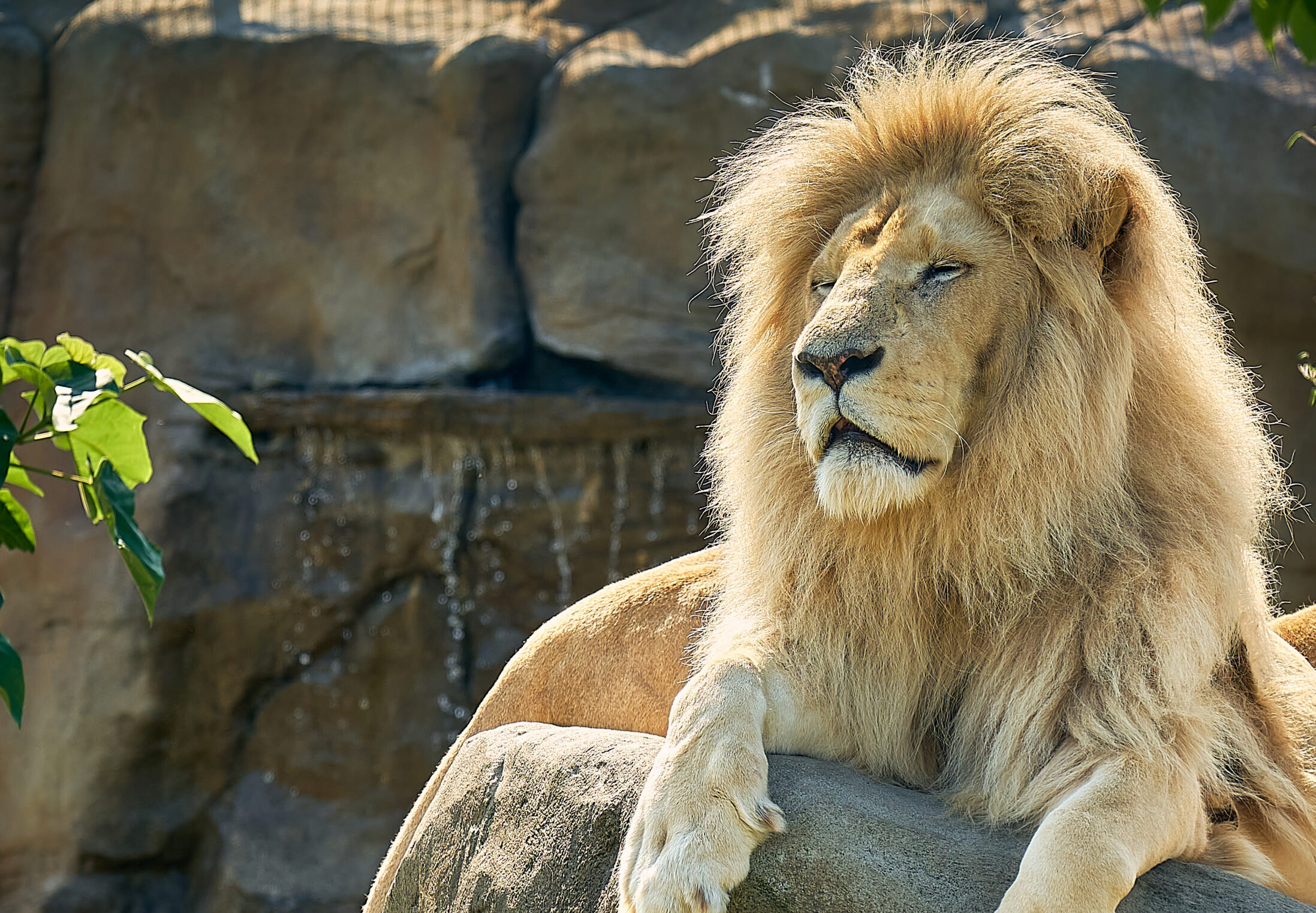 A Guide to Lions (Everything You Need to Know!) | Hertfordshire Zoo