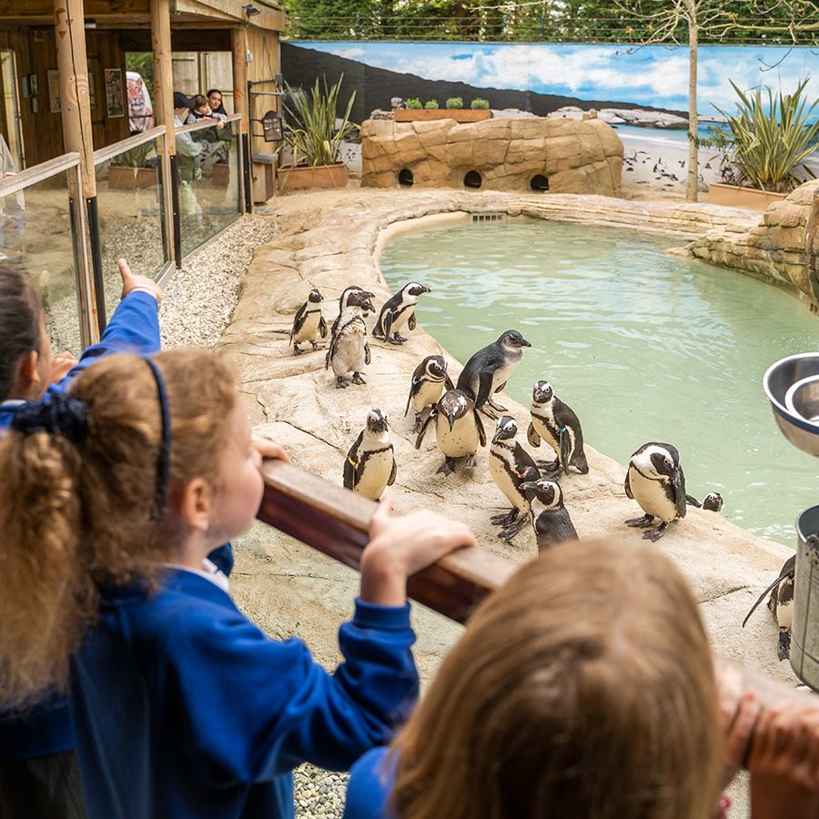 School education trips to the Zoo | Hertfordshire Zoo