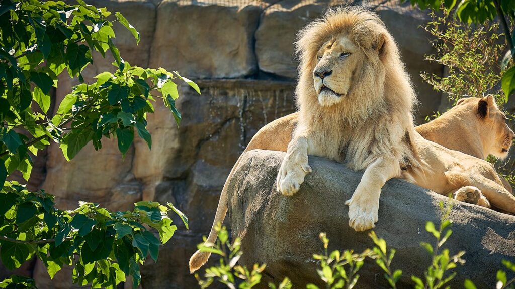 A Guide to Lions (Everything You Need to Know!) | Hertfordshire Zoo